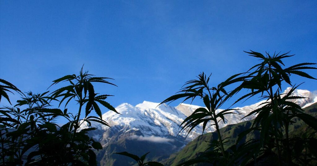 Il governo nepalese studia la coltivazione della cannabis terapeutica ...